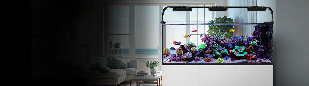Waterbox Aquariums Australia